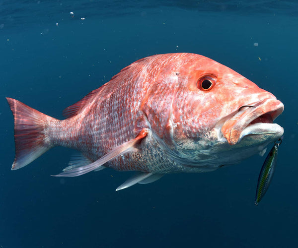 How to Catch Snapper in NZ | Fishing Tips & Techniques – NZ Diver