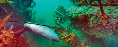 Diving for Crayfish at Tāwharanui: A Guide | NZ Diver – NZ Diver